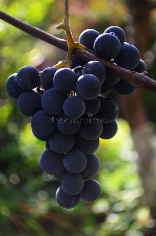 Big Blue Grape Called Isabella on the Vine Stock Image - Image of ...