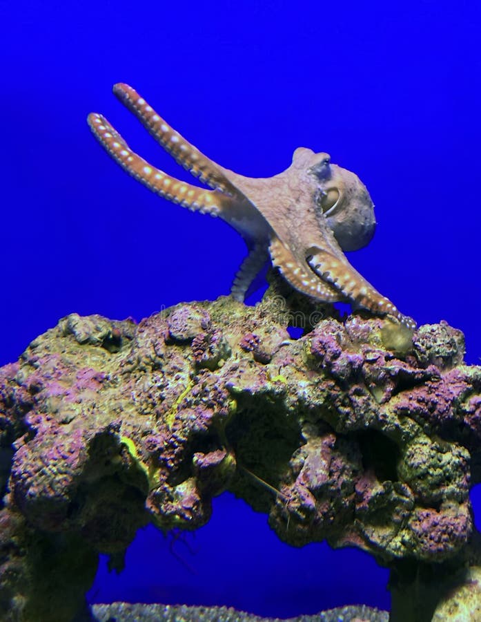 The Big Blue Octopus or Day Octopus (lat.- Octopus Cyanea Stock Photo ...