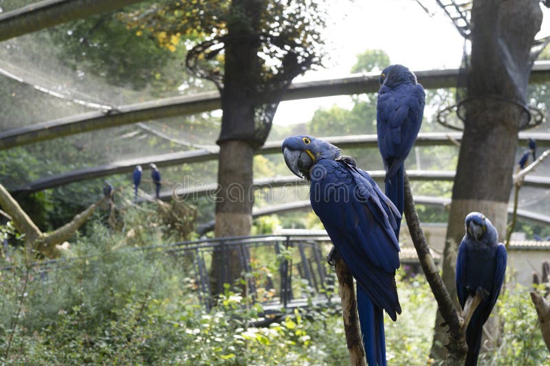 Big Blue Parrots Sitting Sticks Wildlife Concept Stock Photos - Free ...