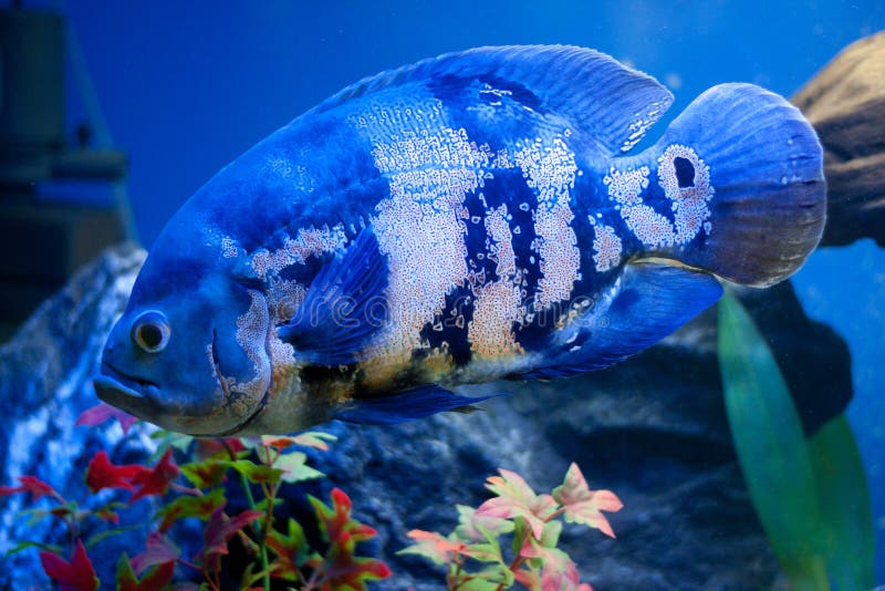 Big Blue Sea Fish in Aqurium. Underwater Stock Photo - Image of light ...
