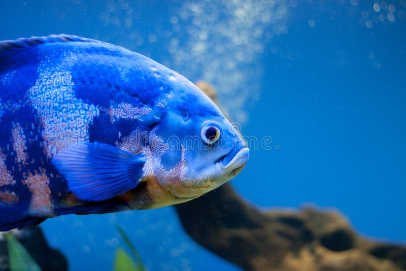 Big Blue Sea Fish in Aqurium. Underwater Stock Image - Image of coral ...