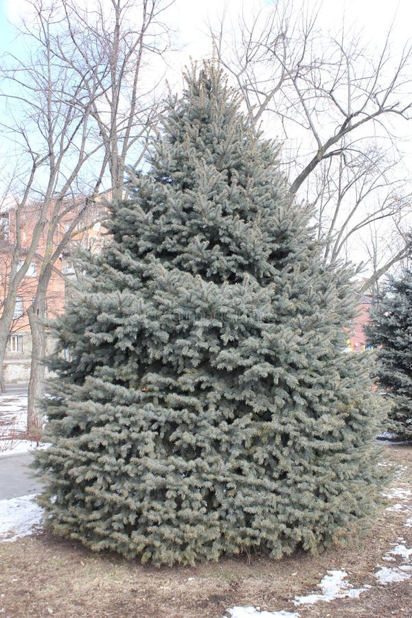 Big blue spruce stock photo. Image of clouds, spruce - 88404070