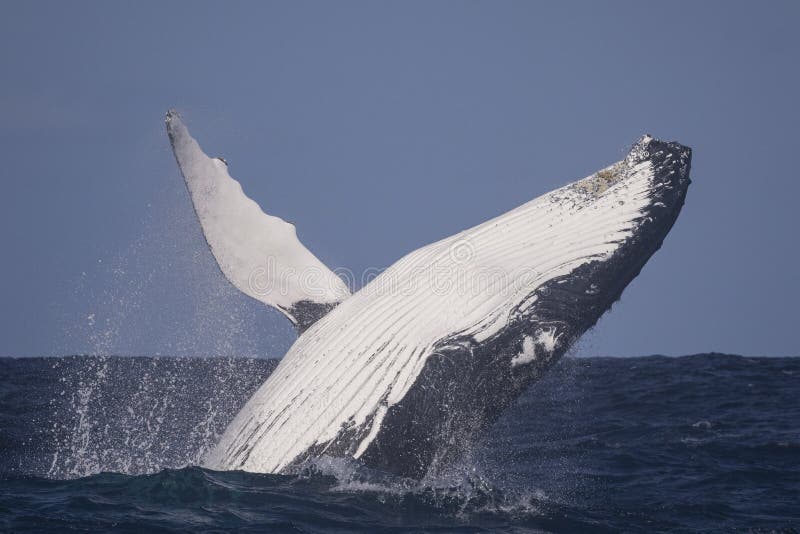 Big Blue Whale Jumps Out of Water Stock Photo - Image of wild, power ...