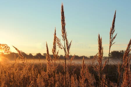 Big Bluestem prairie grass stock image. Image of grass - 1303373