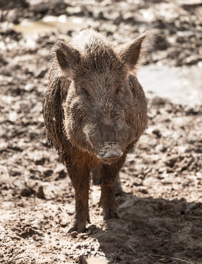 Big boar in the mud stock photo. Image of pork, wild - 92180788