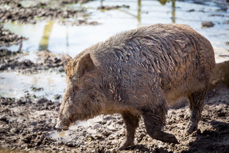 Big boar in the mud stock image. Image of forest, snout - 92180841