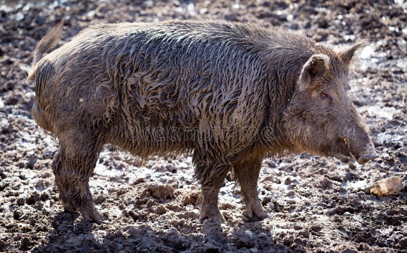 Big boar in the mud stock photo. Image of male, swine - 92518504