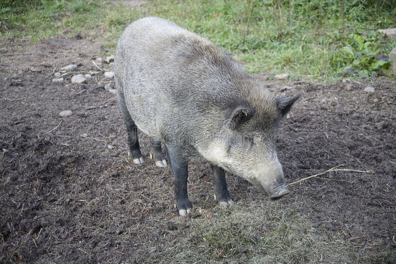 Big Boar in the Natural Environment on a Summer Day Stock Image - Image ...