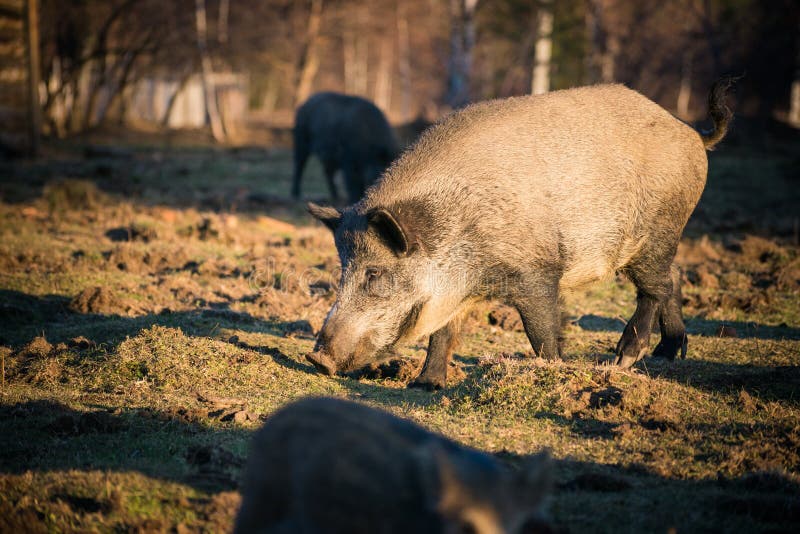 Big boar in the wild stock image. Image of frosty, closeup - 62402267