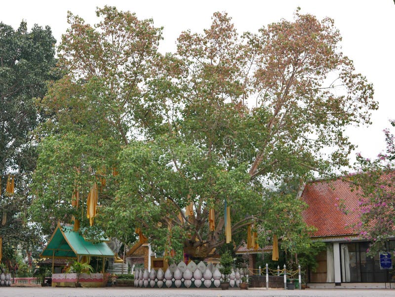 Big Bodhi Tree in a Buddhist Temple with Yellow Buddhist Monks` Robes ...
