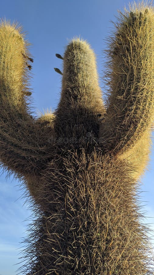Big Bolivia cactus stock photo. Image of leaf, bolivia - 178064772