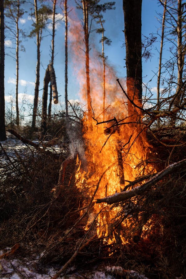 Big Bonfires or Campfire Burning in the Winter Forest on Sunny Day ...