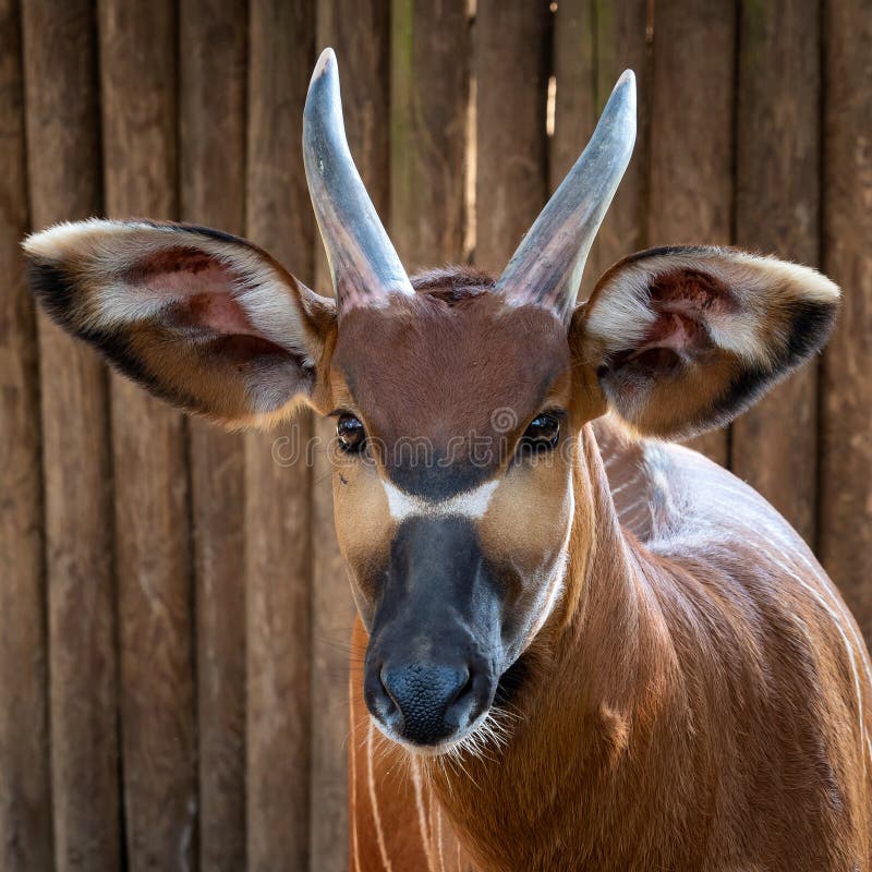 Bongo Antelope Boocercus Euryceros Isaaci Stock Image - Image of brown ...