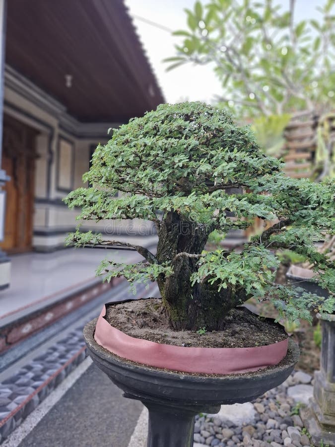 Big Bonsai Tree in a Pot, Beautiful Bonsai Stock Image - Image of tree ...