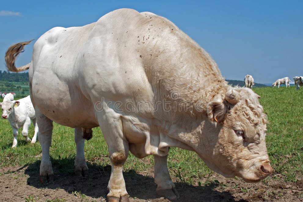 Big boss stock photo. Image of farm, meadow, male, bovine - 26691002
