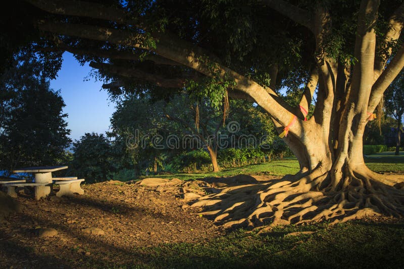 Big bothi tree stock image. Image of pattern, hardwood - 47686387