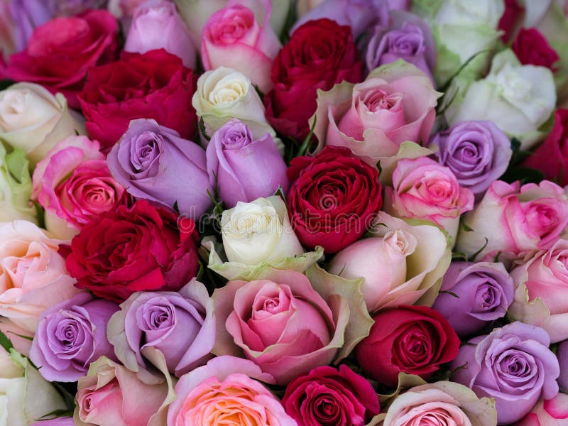 Big Bouquet of a Beautiful Multicolored Roses Stock Photo - Image of ...