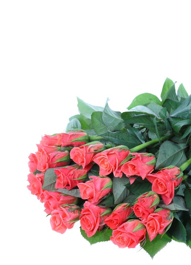 Big bouquet of roses stock photo. Image of decorative - 14571826