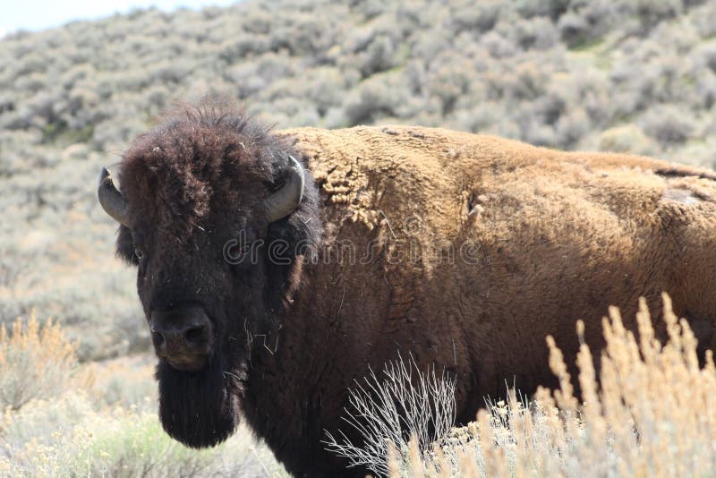 Big boy stock photo. Image of bison, staring, left, standing - 63533580