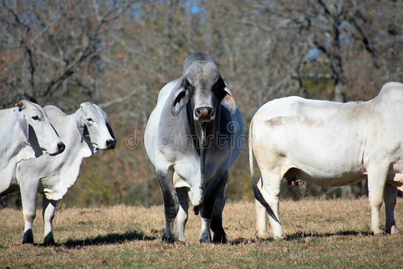 453 Brahma Bull Stock Photos - Free & Royalty-Free Stock Photos from ...