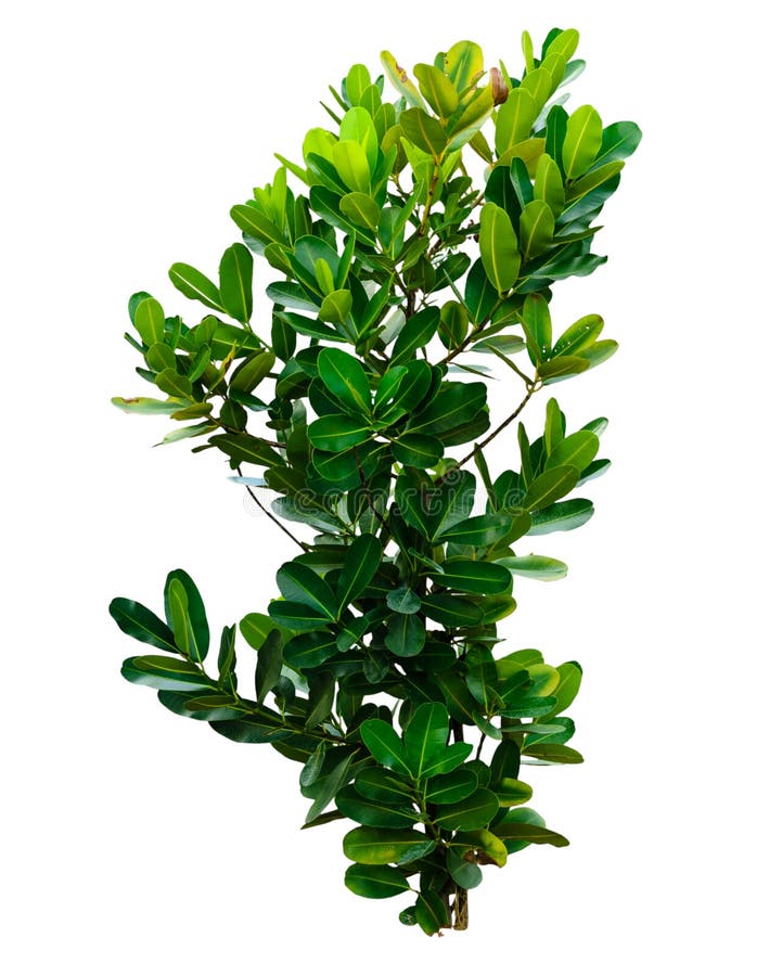 The Big Bramble on White Background Stock Photo - Image of leaf ...