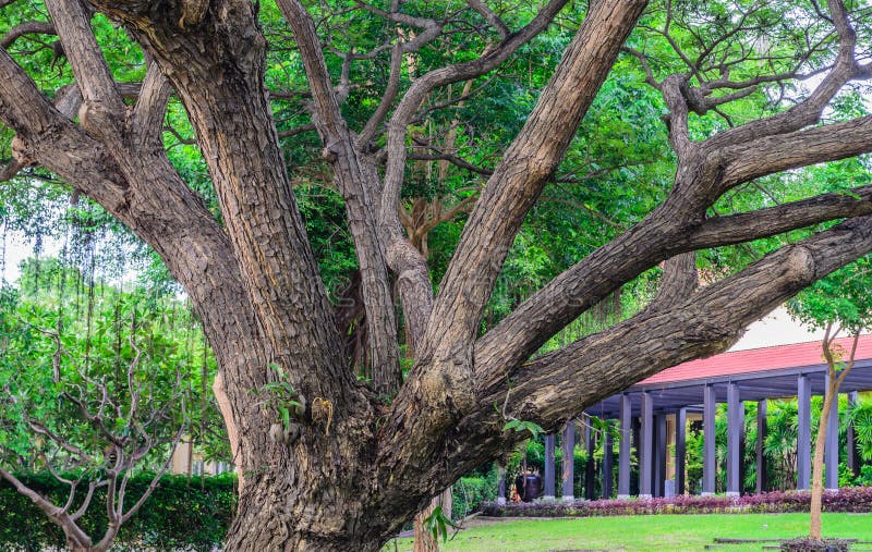 Banyan tree stock image. Image of nature, branches, sprawl - 48478303
