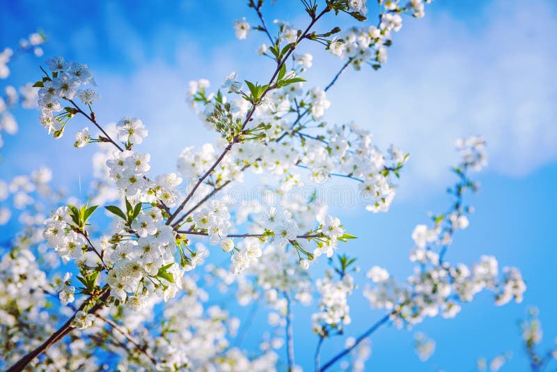 Big Branch of Cherry Tree at Blossoming Insagram Stock Photo - Image of ...