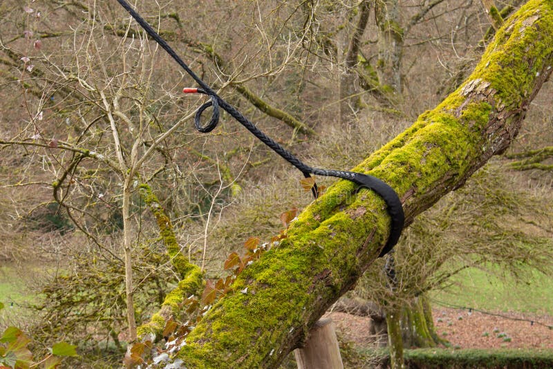 Big Branch Covered with Moss Has To Be Secured with Ropes from Breaking ...