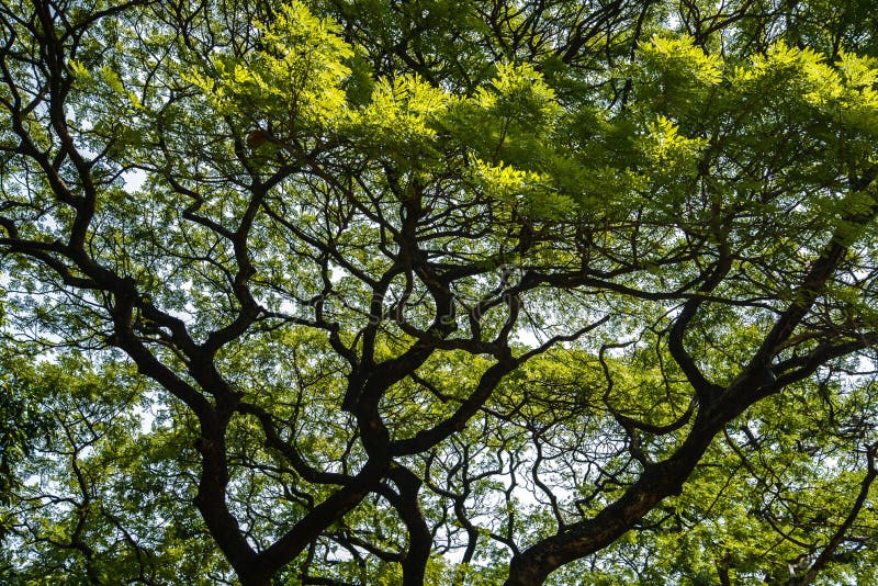 Big Branch of Old Oak Tree. Stock Image - Image of pathway, green: 86945781