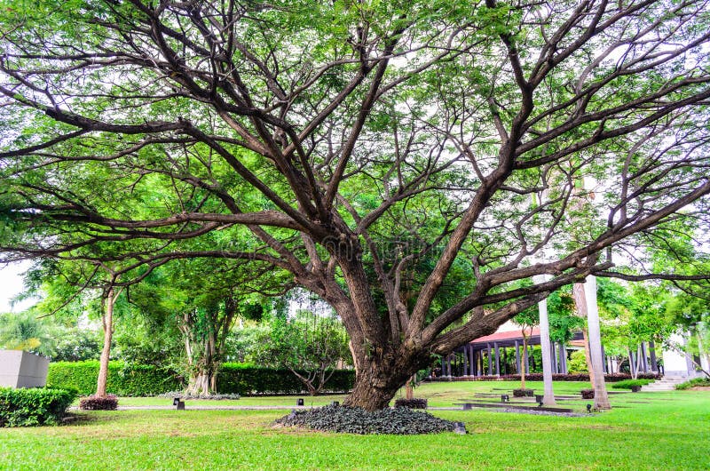 Big Branch stock photo. Image of grow, nature, bush, blue - 32410904