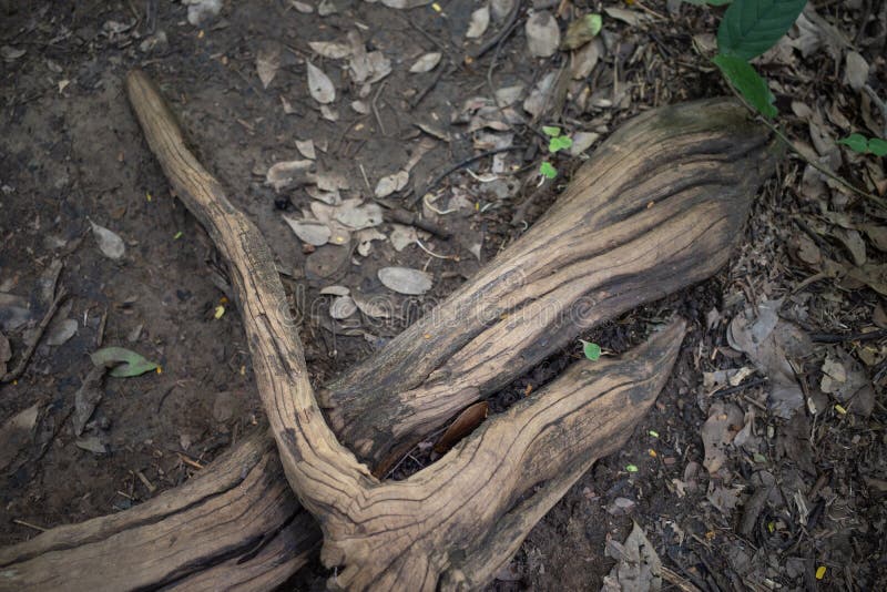 Big Branch from Tree Lay on Mud Ground in Forest Stock Photo - Image of ...
