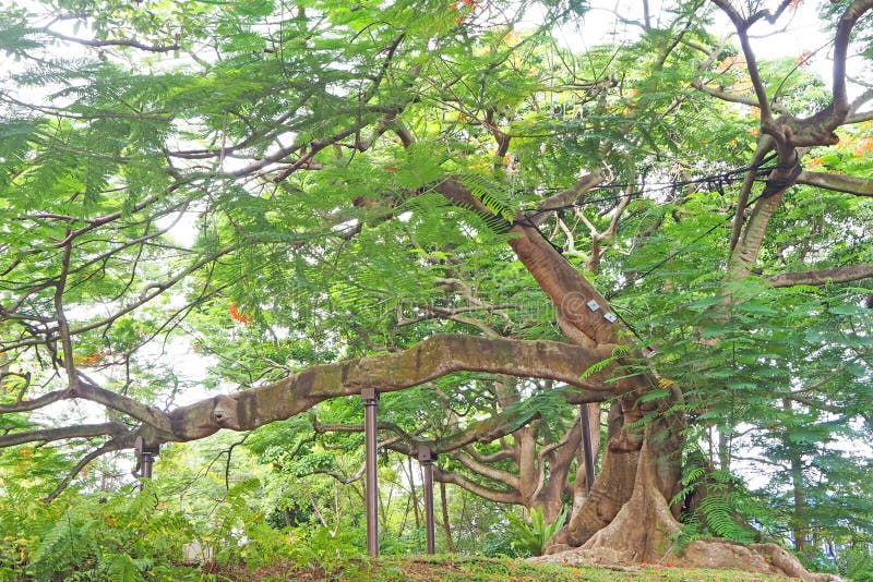 Huge Green Tree with Big Branch Stock Image - Image of leaf, root ...