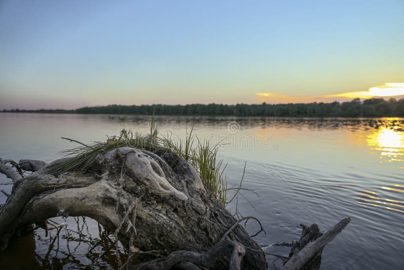 Big Branched Snag on the River Bank Stock Photo - Image of sunrise ...
