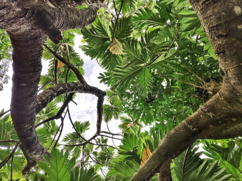 Big Breadfruit Tree or Artocaprus. Large Tropical Tree with Branches ...