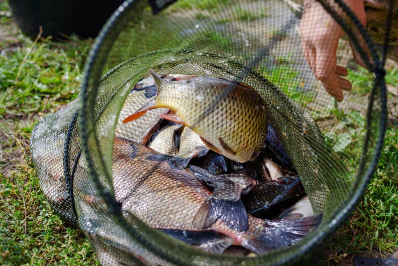 Big Bream Caught in Fishing Net. Trophy Stock Image - Image of nature ...