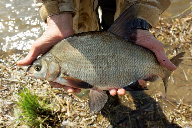 Big Bream in Fisherman`s Hand Stock Photo - Image of recreation, float ...