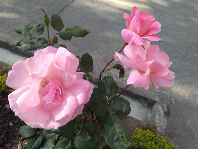 Big Bright Beautiful Pink Roses Stock Photo - Image of botanical, bunch ...