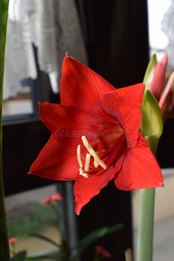 Big Bright Dark Red Amaryllis Flower Stock Image - Image of wide, orchid: 355586009