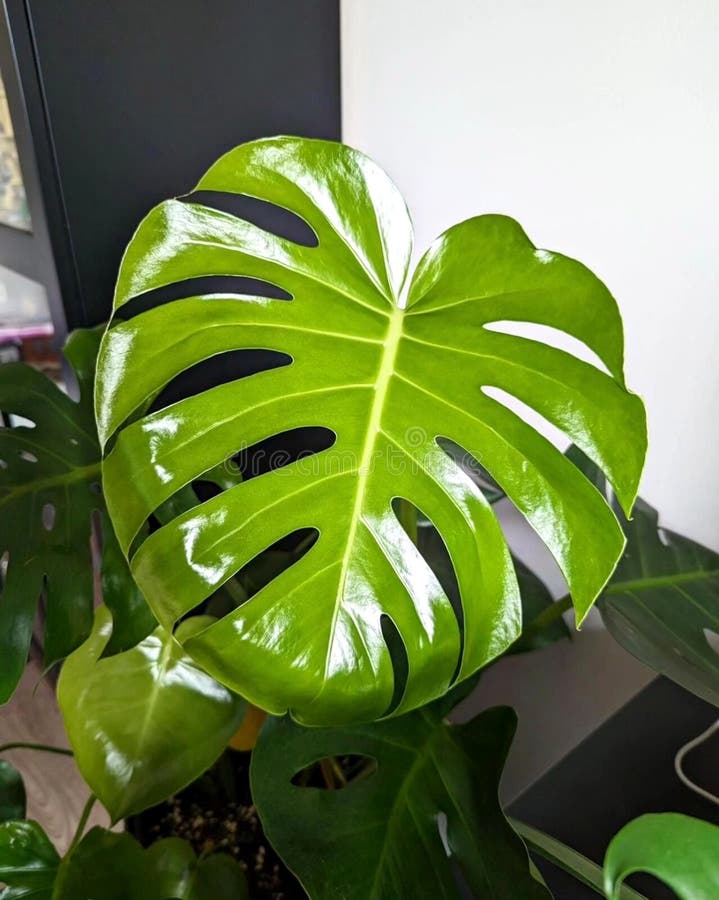 Big and Bright Leaf of Monstera Plant Stock Image - Image of summer ...