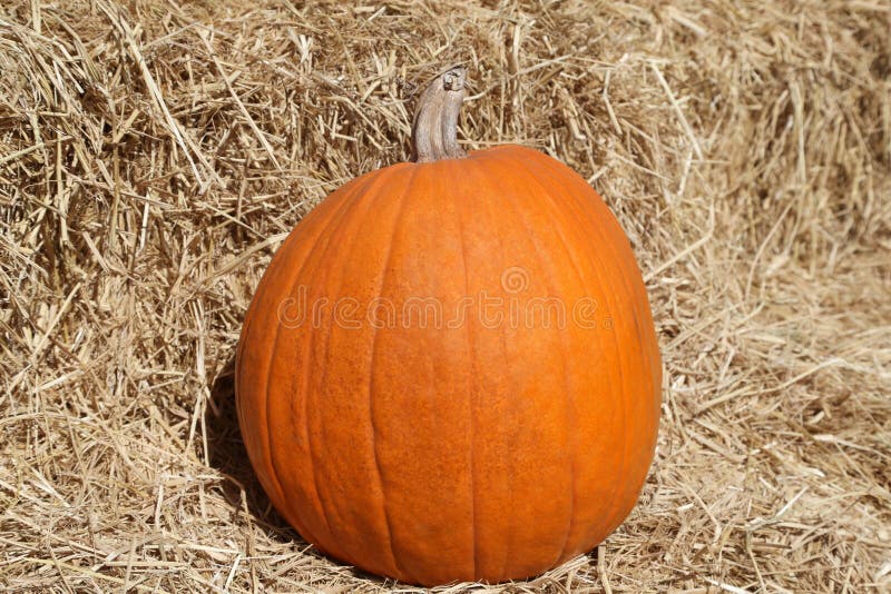 Big bright orange pumpkin stock image. Image of trick - 61319833