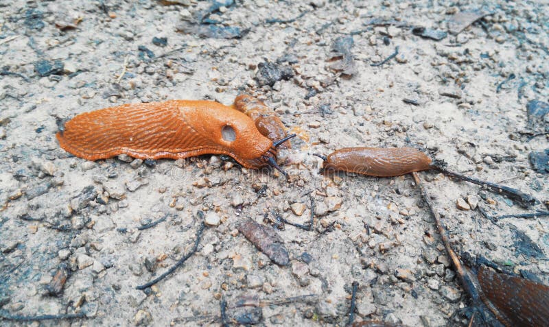 Big Bright Orange and Small Brown Slugs Moving on a Path Road Af Stock ...