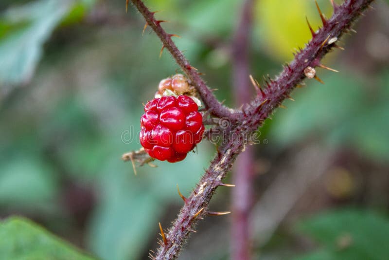 Big, Bright Red Blackberry on a Bramble Stock Image - Image of fresh ...