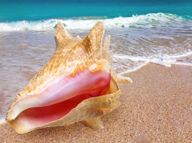 Big Bright Shell Lies on a Beach Near the Sea Stock Photo - Image of ...