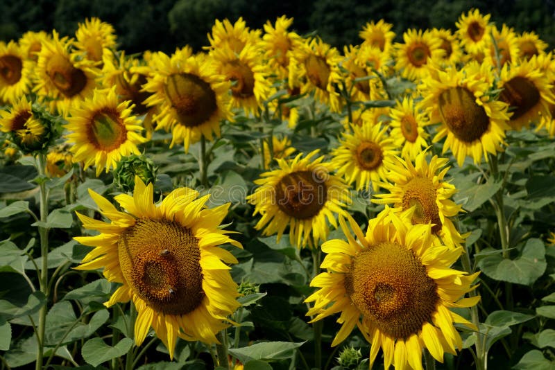 Big Bright Sunflowers on Field. Stock Photo - Image of agriculture ...