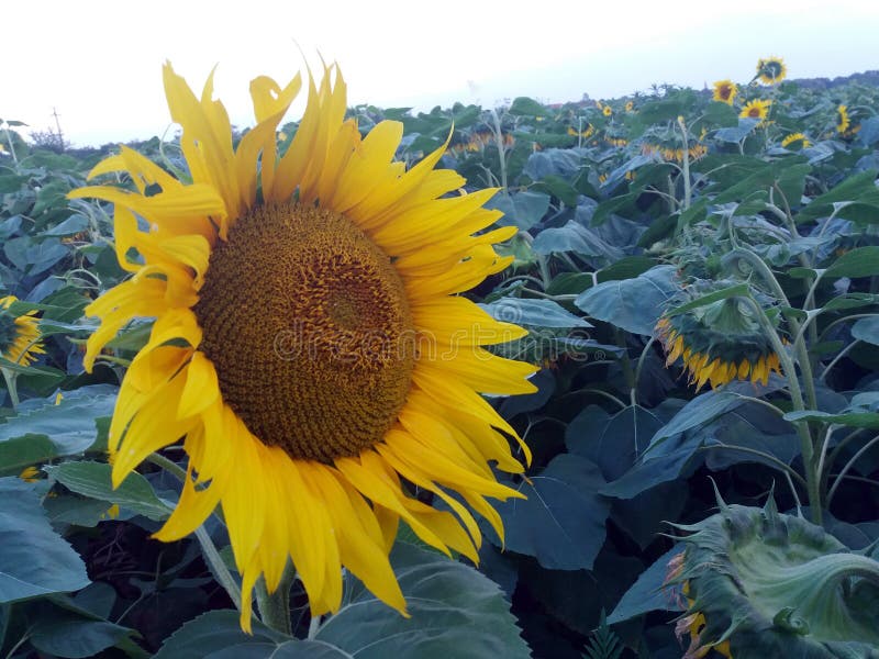 Big Bright Yellow Sunflower in the Sunflower Field. Stock Image - Image ...