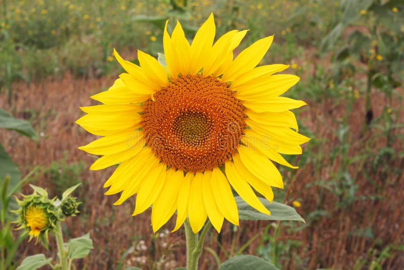 Big Bright Yellow Sunflower in a Field Stock Image - Image of crop ...