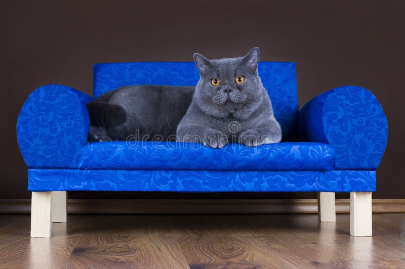Big British Cat Resting on the Couch Stock Photo - Image of library ...