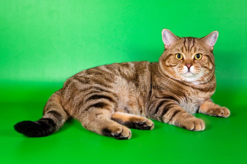 Big red cat stock image. Image of love, feline, anticipation - 80875725