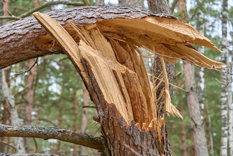 Big Brown Broken Pine Tree in the Forest Stock Photo - Image of park ...