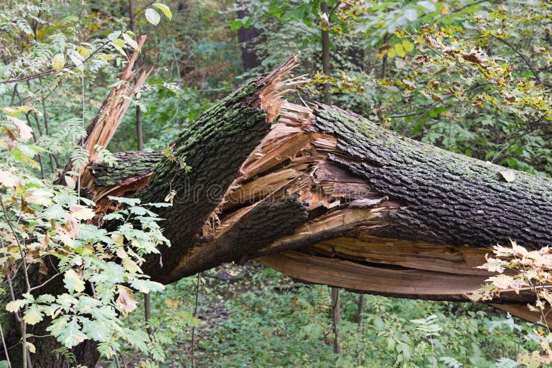 Big Broken Tree in the Forest Stock Image - Image of wood, closeup ...